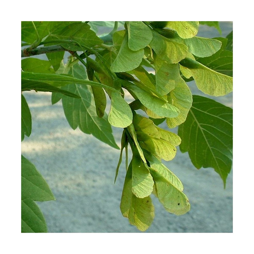 Érable negundo winter lightning/acer negundo winter lightning[-]pot de ...