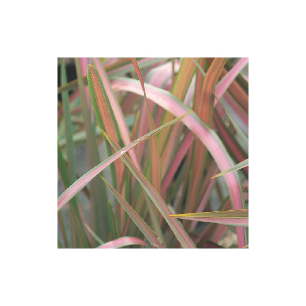 Lin de nouvelle-zélande jester/phormium tenax 'jester'[-]pot de 3l - 20 ...