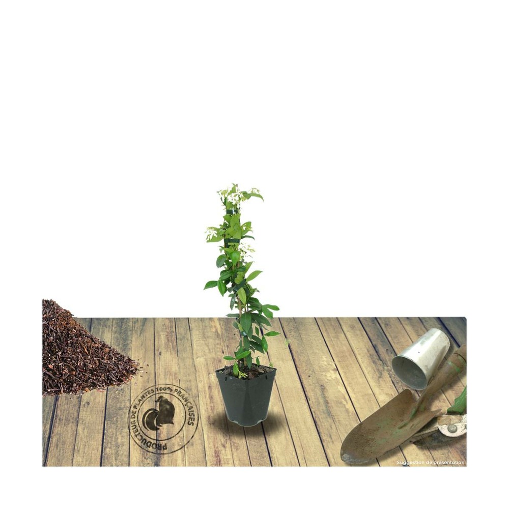 Jasmin étoilé winter ruby® 'trared'/trachelospermum winter ruby® 'trared'[-]pot de 1,5l - tuteur ...