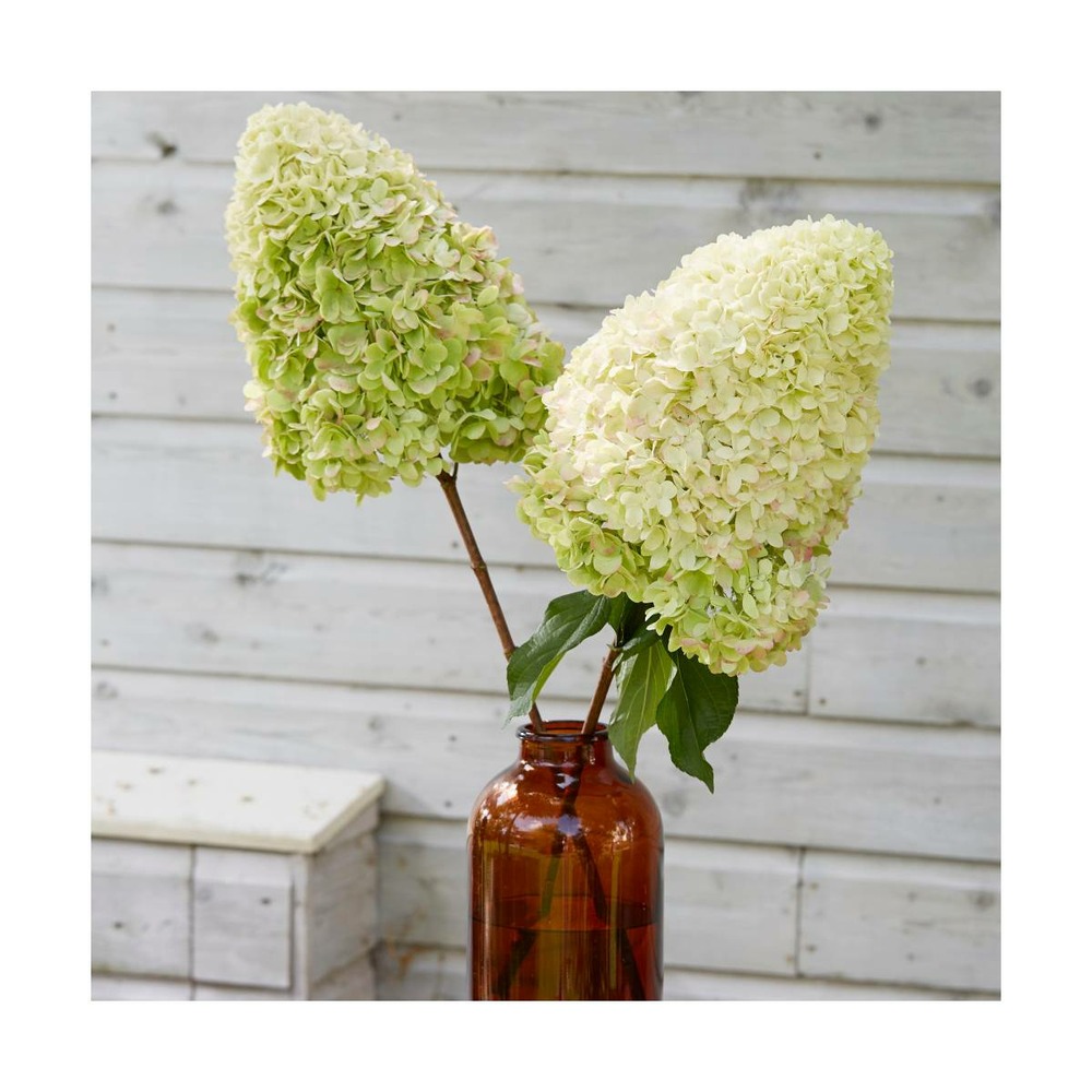 Hortensia paniculata hercules® 'grhp14'/hydrangea paniculata hercules ...