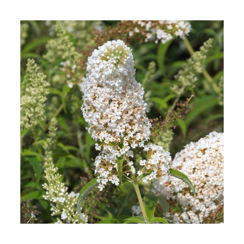 Arbre aux papillons white profusion/buddleja davidii 'white profusion ...