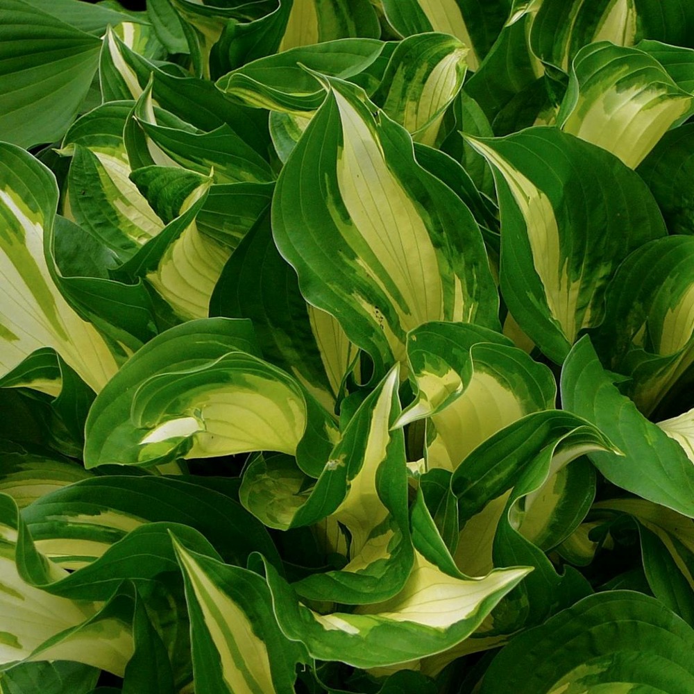 Hosta à feuilles ondulées undulata variegata/hosta undulata variegata ...