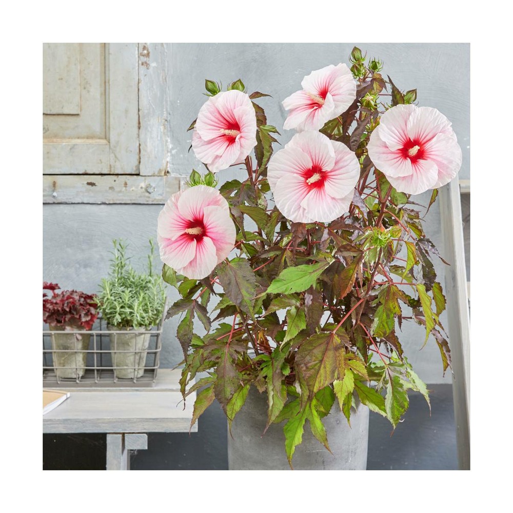 Hibiscus des marais carousel® pink candy 'tahi12'/hibiscus moscheutos ...