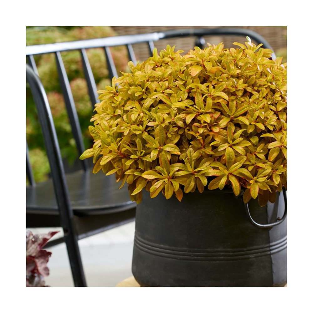 Escallonia glowing embers/escallonia x 'glowing embers'[-]pot de 3l ...