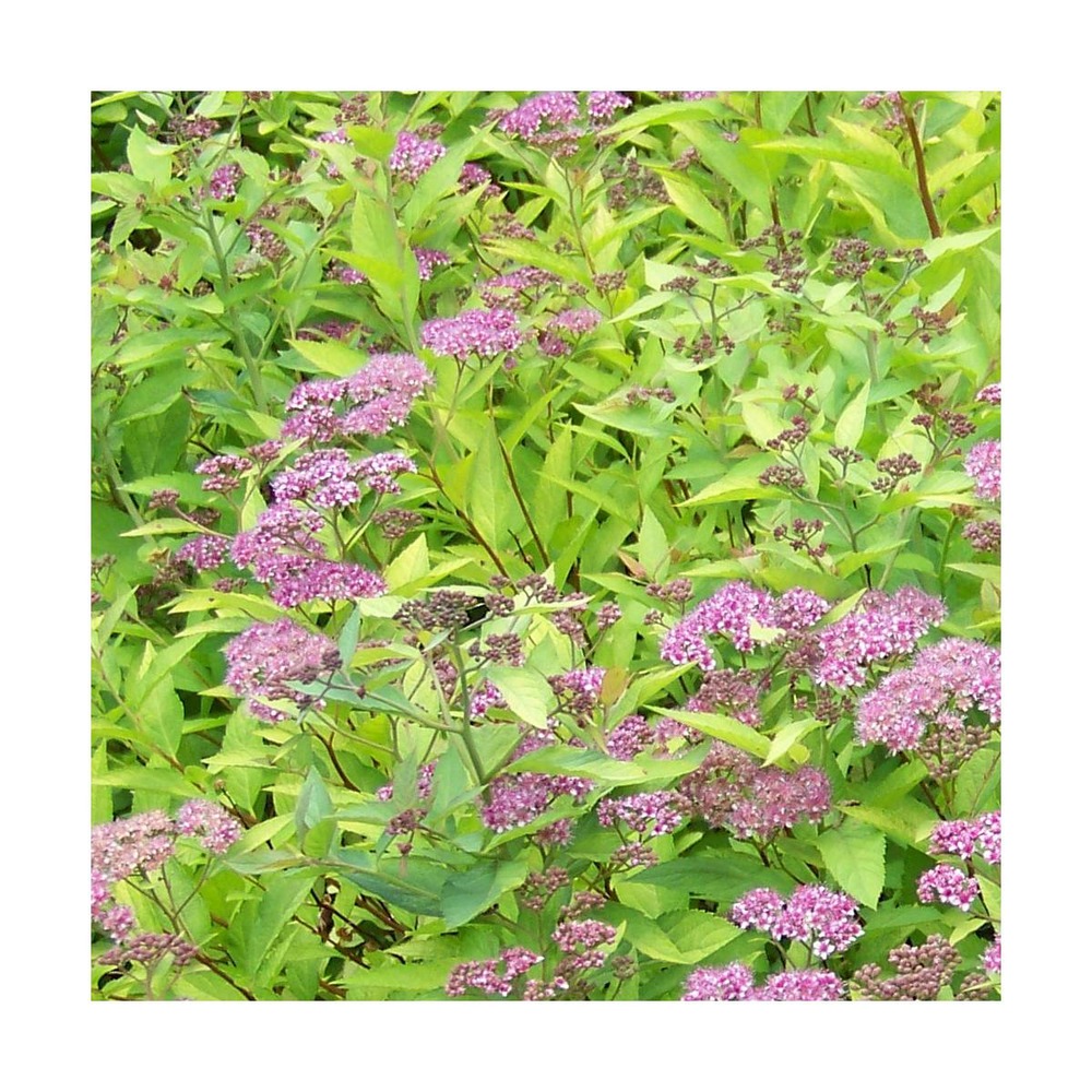 Spiraea Japonica Goldflame : Tout savoir sur cet arbuste.