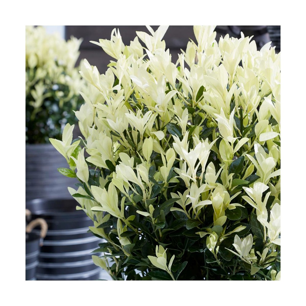 Fusain du japon himalaya® 'lankveld06'/euonymus japonicus himalaya ...