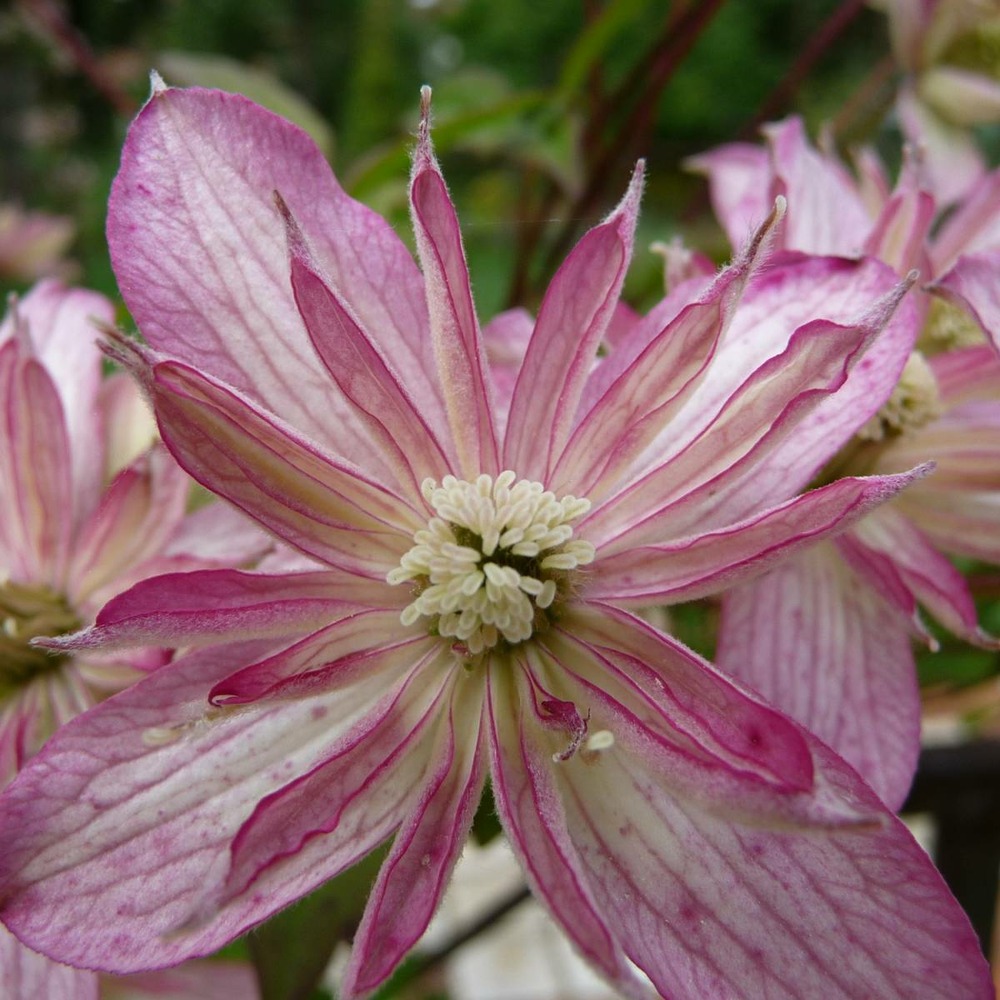 Clématite montana marjorie/clematis montana marjorie[-]godet | Truffaut