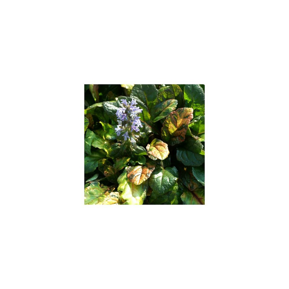 Bugle rampante multicolor | Truffaut