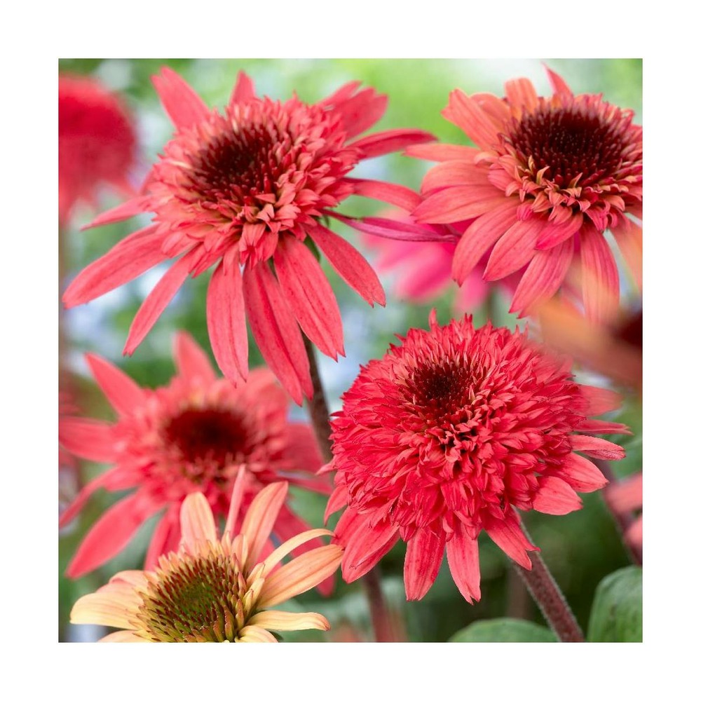 Échinacée purpurea raspberry truffle® | Truffaut