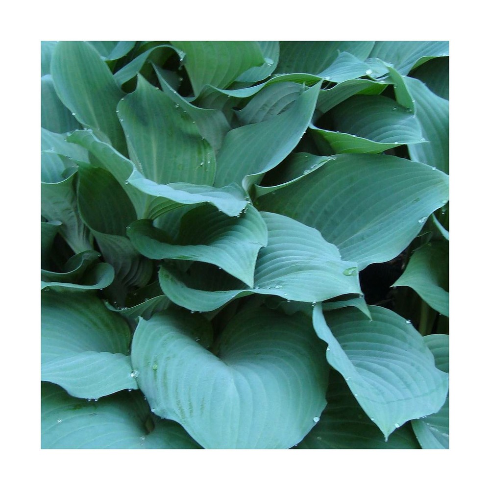 Hosta big daddy | Truffaut