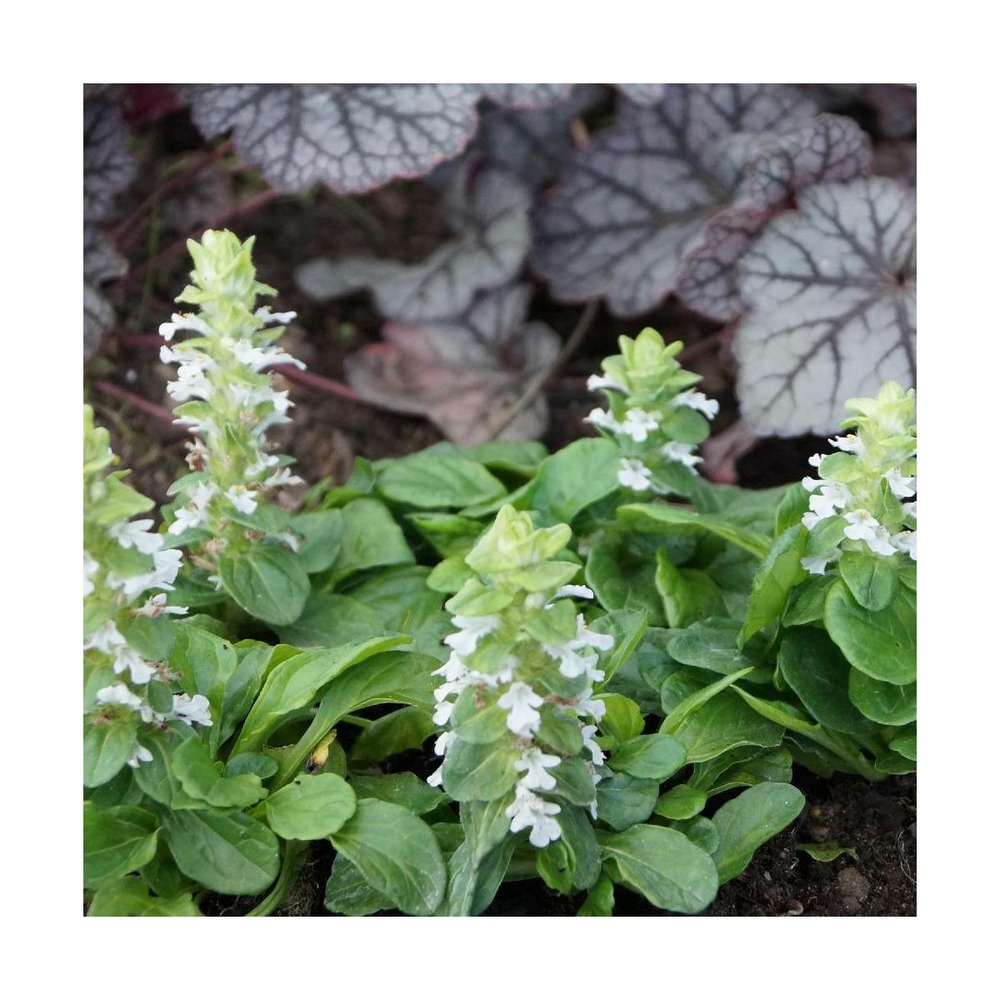 Bugle rampante alba | Truffaut