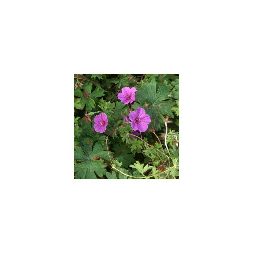Géranium vivace dilys | Truffaut