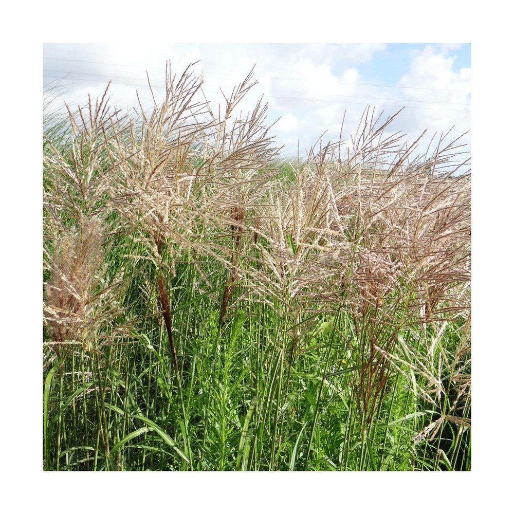 Herbe à éléphant emmanuel lepage | Truffaut