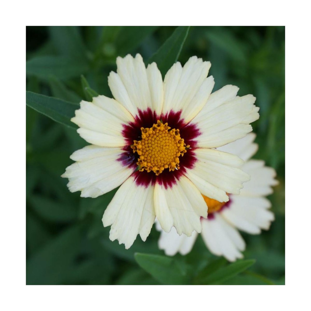 Coréopsis redshift | Truffaut