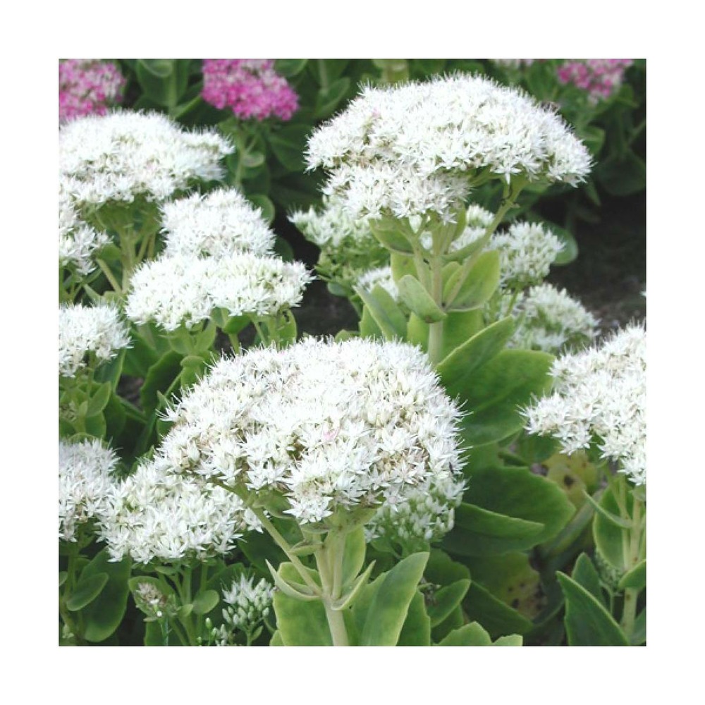 Orpin spectabilis iceberg | Truffaut