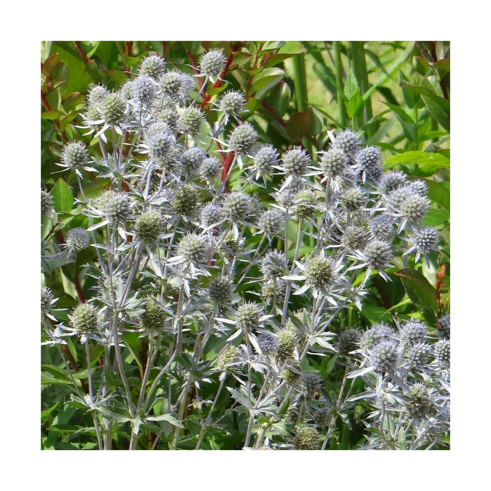 Chardon bleu | Truffaut