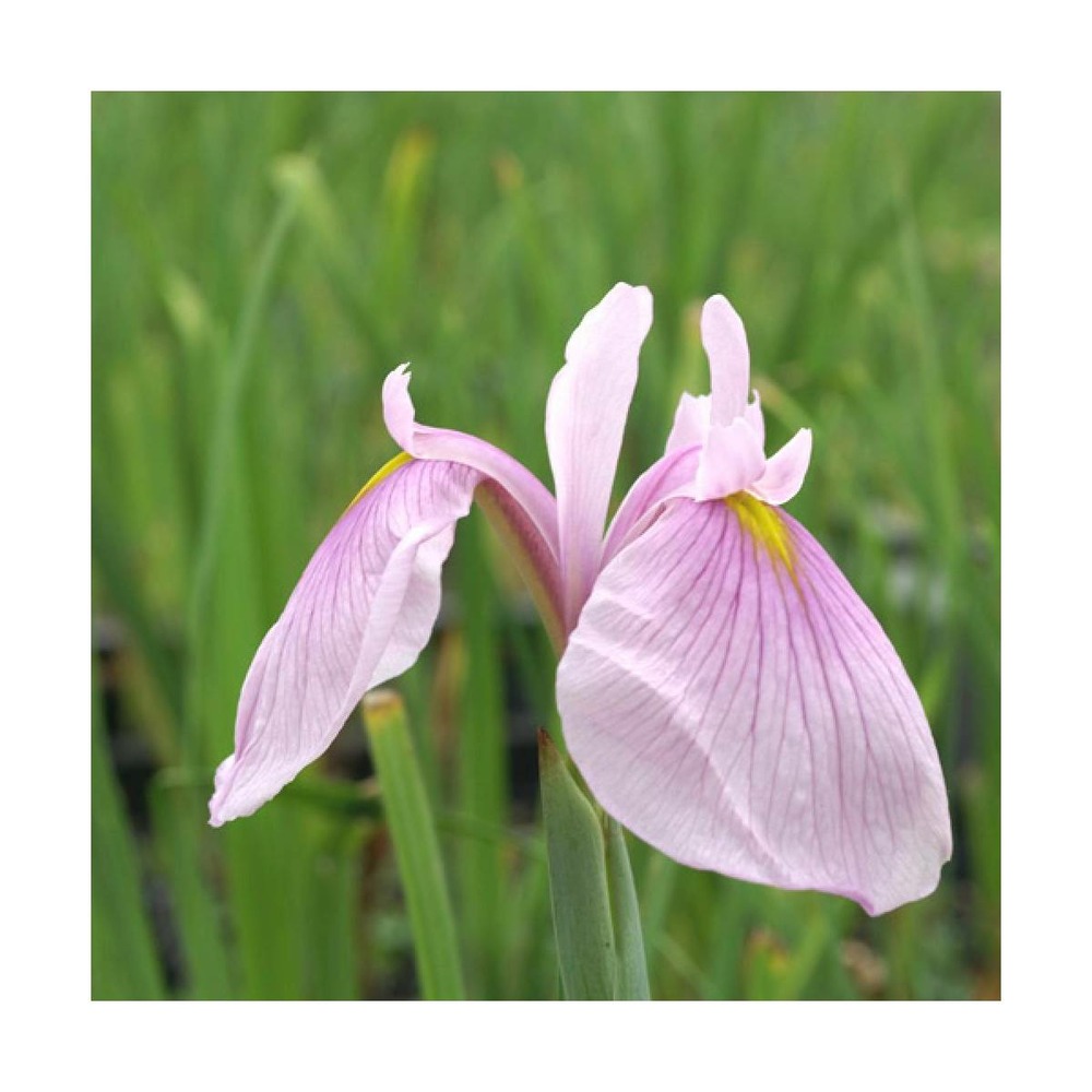 Iris japonais darling | Truffaut