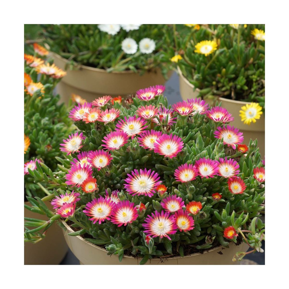 Delosperma jewel of desert ruby® | Truffaut