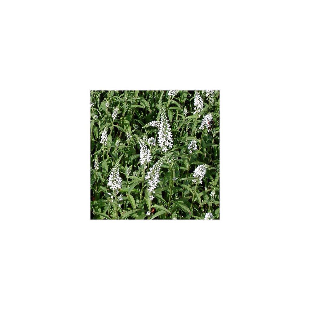 Lysimache barystachys | Truffaut