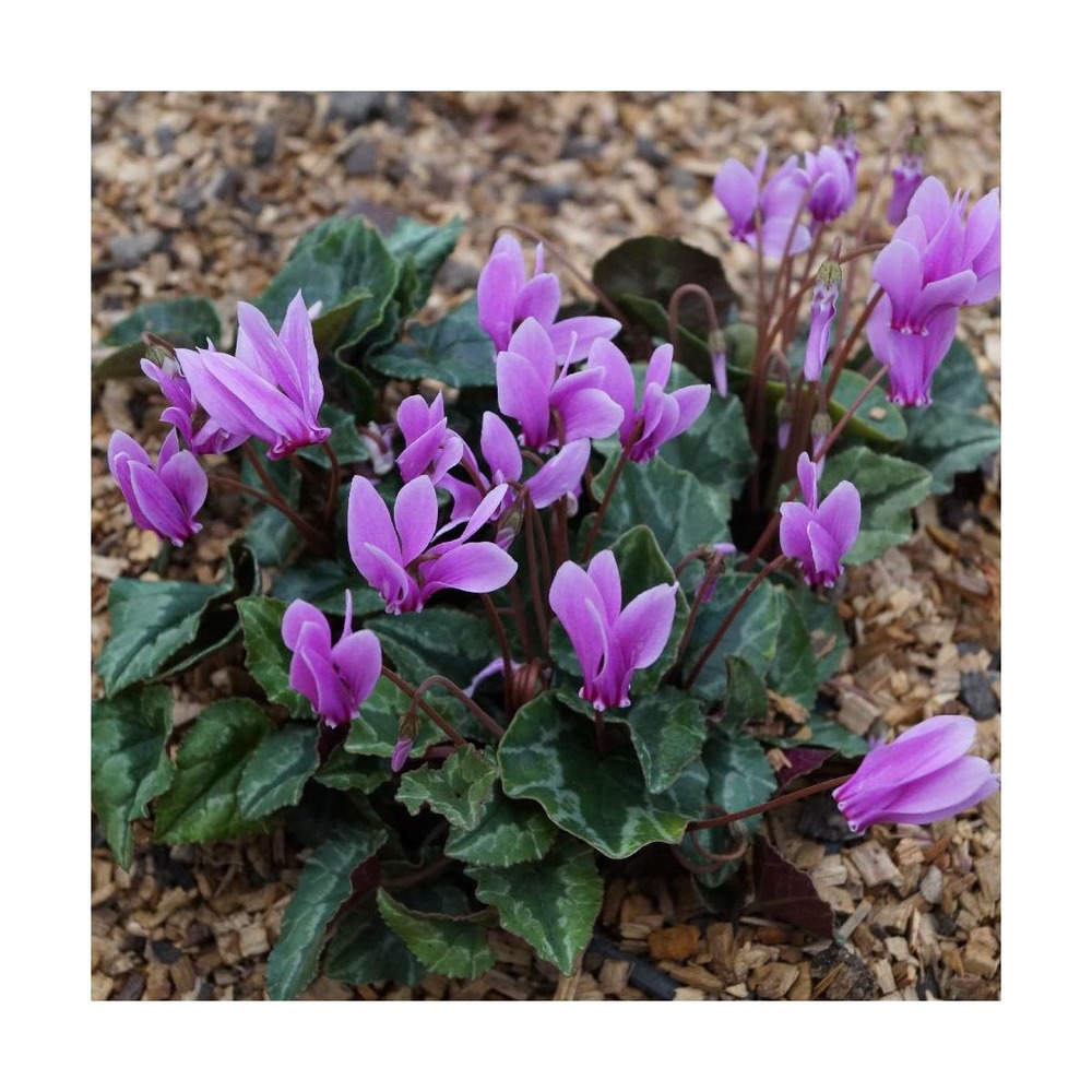 Cyclamen de naples ivy ice rose | Truffaut