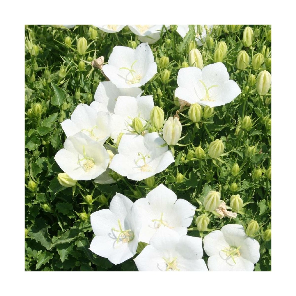 Campanule naine des carpates blanche | Truffaut