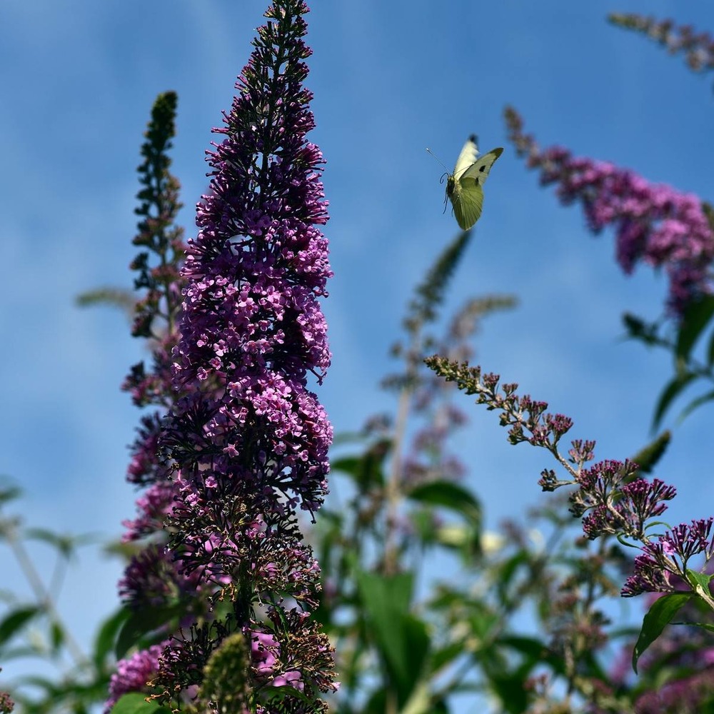 Arbre aux papillons purple emperor® 'pyrkeep' | Truffaut