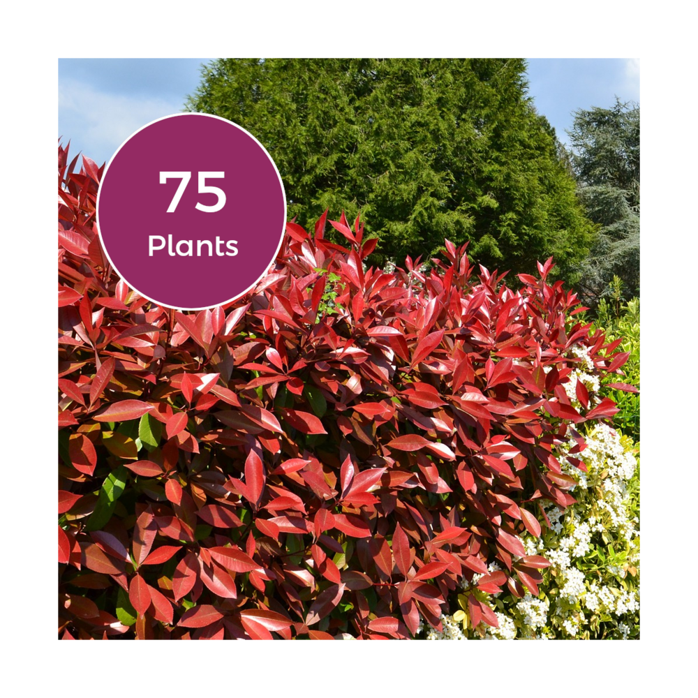 50 mètres de photinia red robin - kits prêts à planter | Truffaut