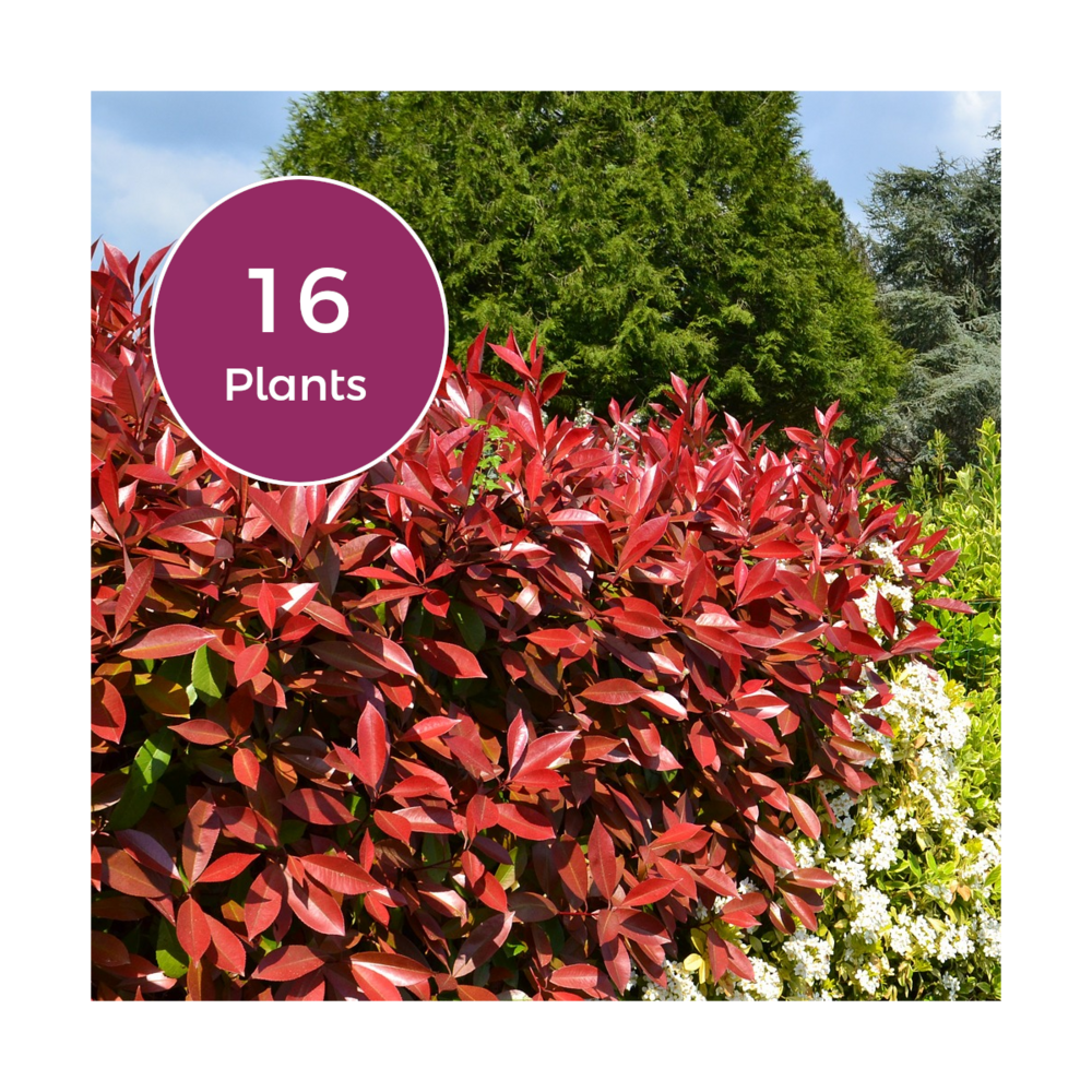 10 mètres de photinia red robin - kits prêts à planter | Truffaut