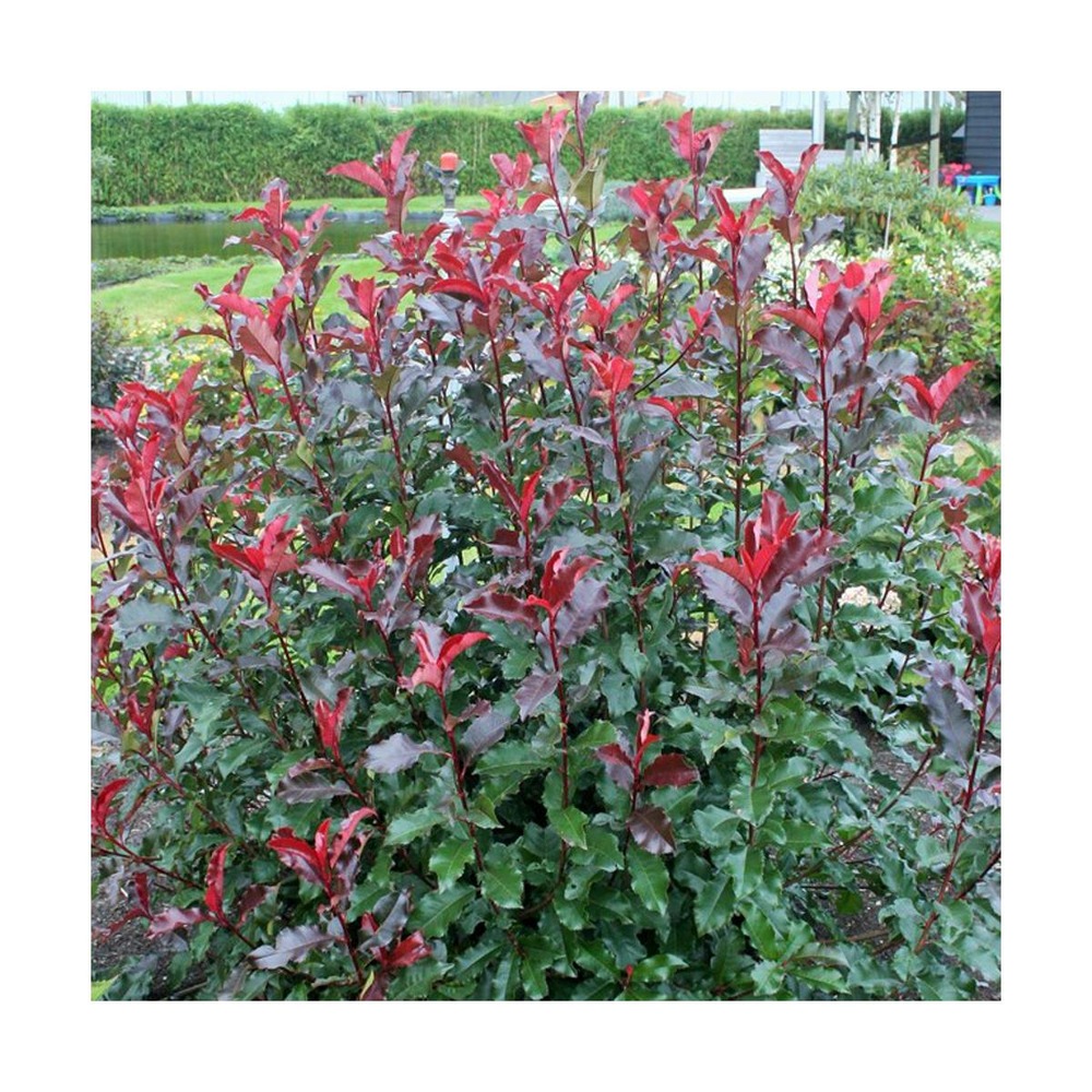 Photinia x fraseri magical volcano® 'kolmavoca' | Truffaut