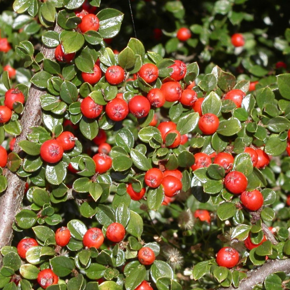 Cotoneaster dammeri major | Truffaut