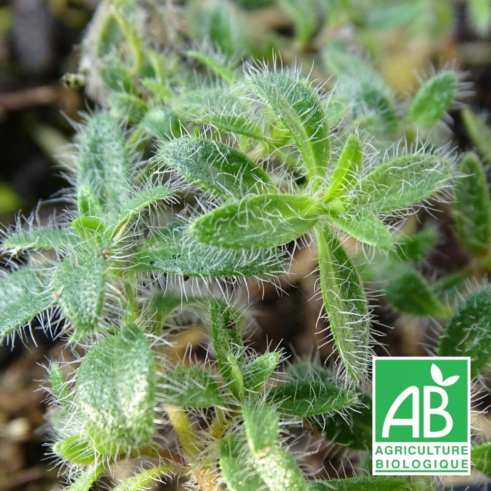 Thym poilu rampant ciliatus bio | Truffaut