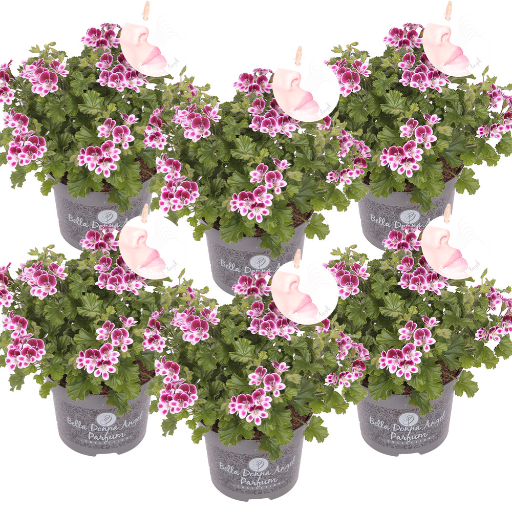 6x pélargonium angel parfum nova - géranium - annuel - parfumé - ⌀12 cm ...