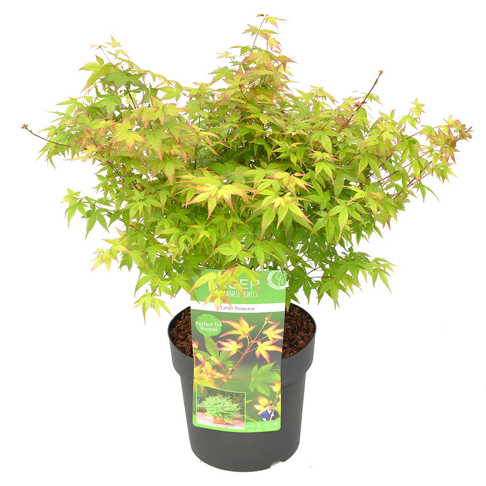 Acer palmatum 'little princess' – érable du japon – arbuste - rustique ...