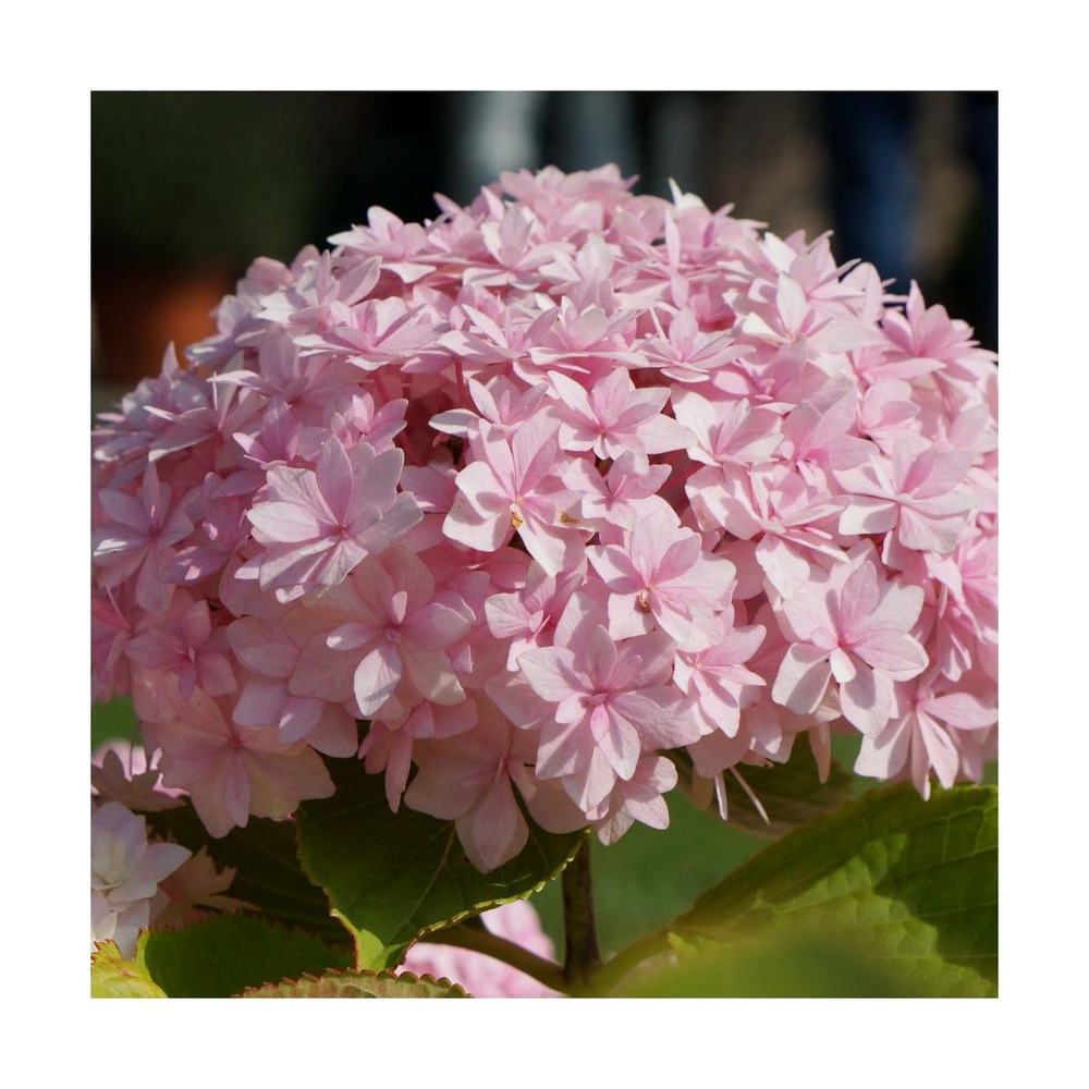 Hortensia you&me® peace 'h18.12'/hydrangea macrophylla you&me® peace ...