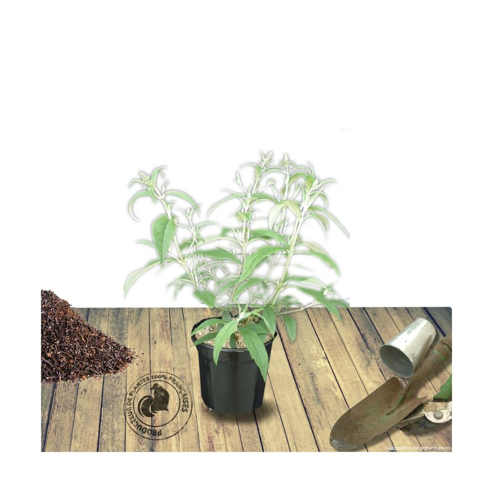 Arbre aux papillons x white chip/buddleja x 'white chip'[-]pot de 3l ...