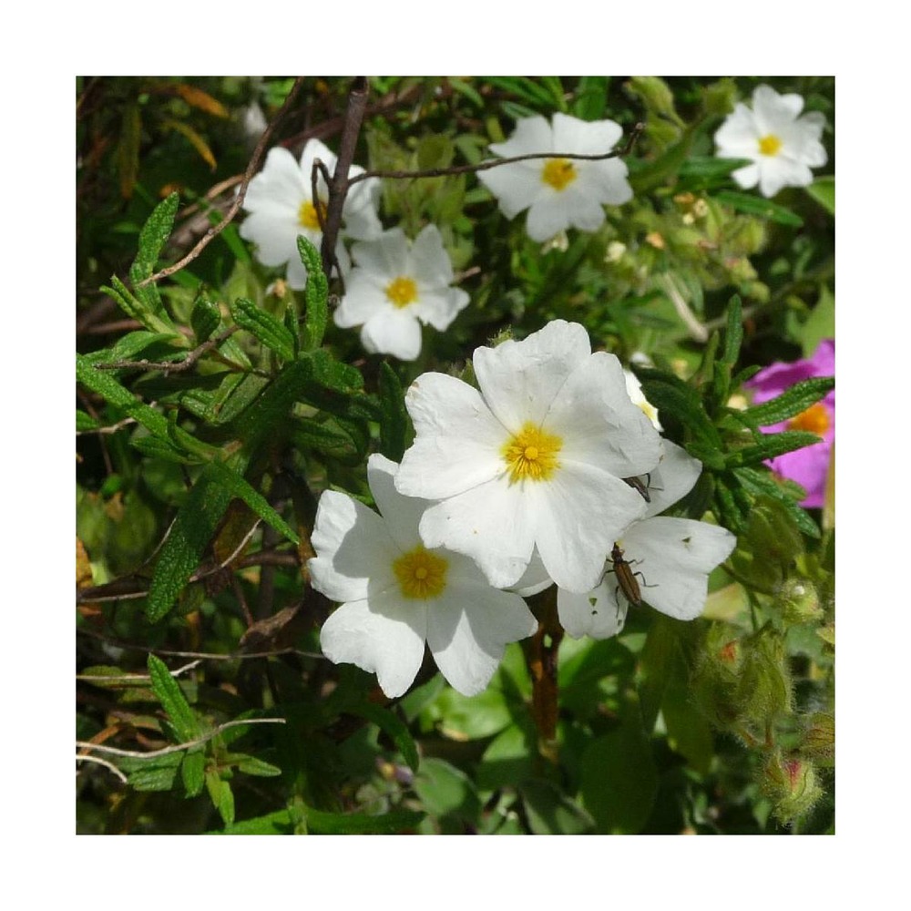 Ciste de montpellier/cistus monspeliensis[-]lot de 5 godets | Truffaut