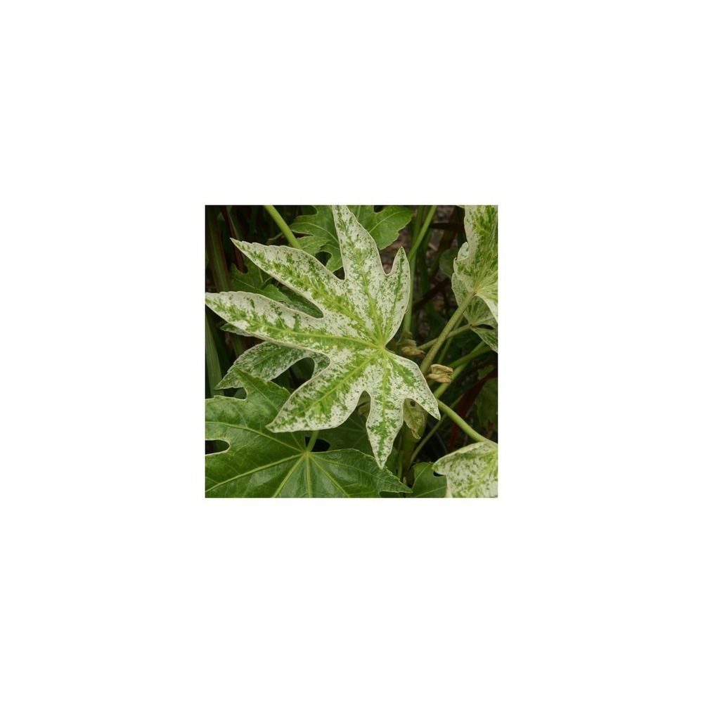 Aralia japonica spider's web/fatsia japonica 'spider web'[-]lot de 3 ...