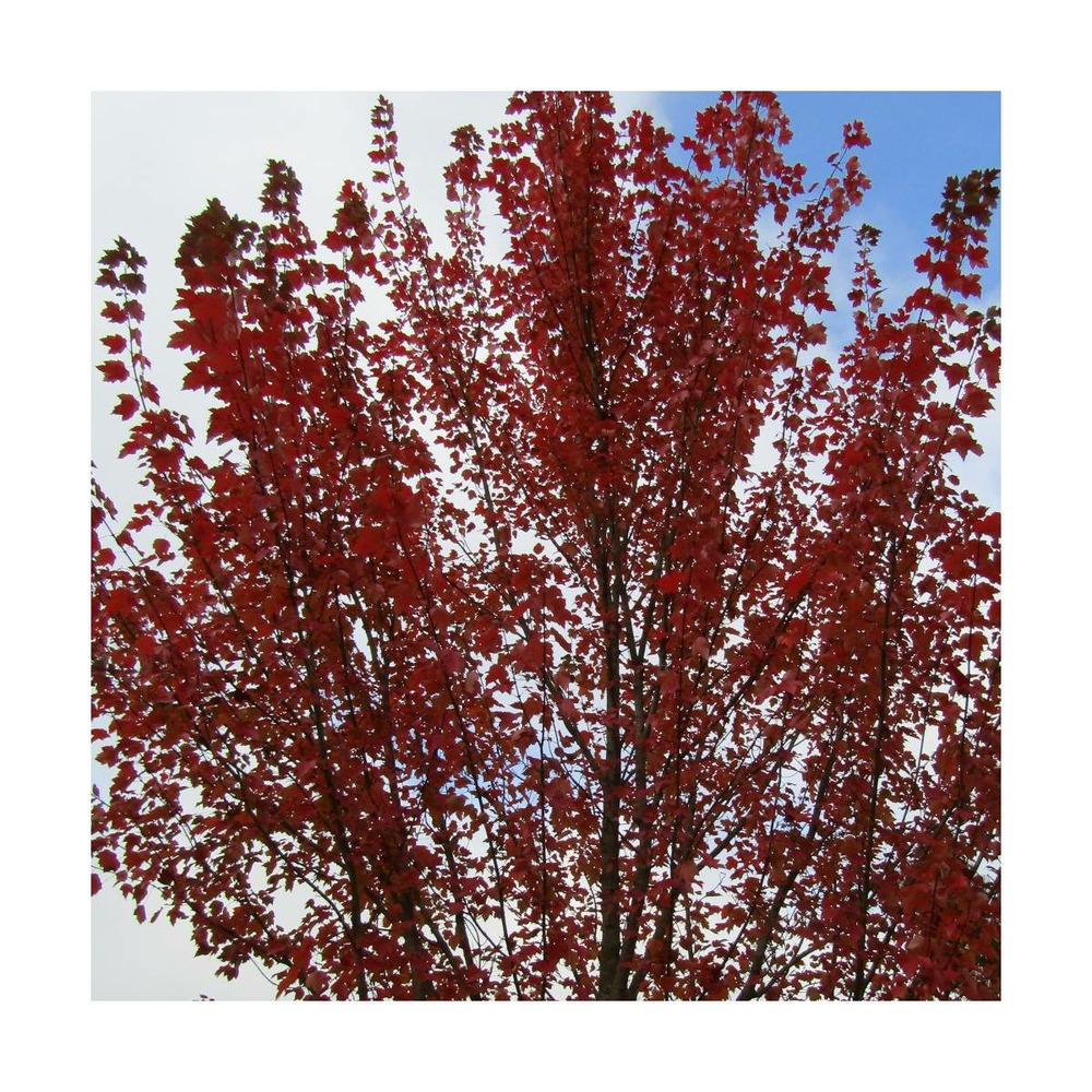 Érable rouge brandywine/acer rubrum brandywine[-]pot de 25l - 300/350 ...