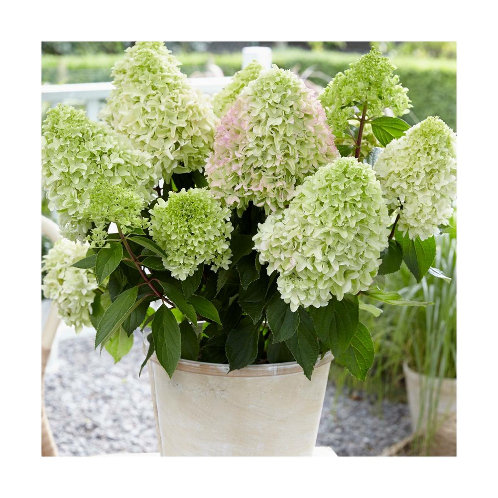 Hortensia paniculata little fresco® ´rou 201306´/hydrangea paniculata ...