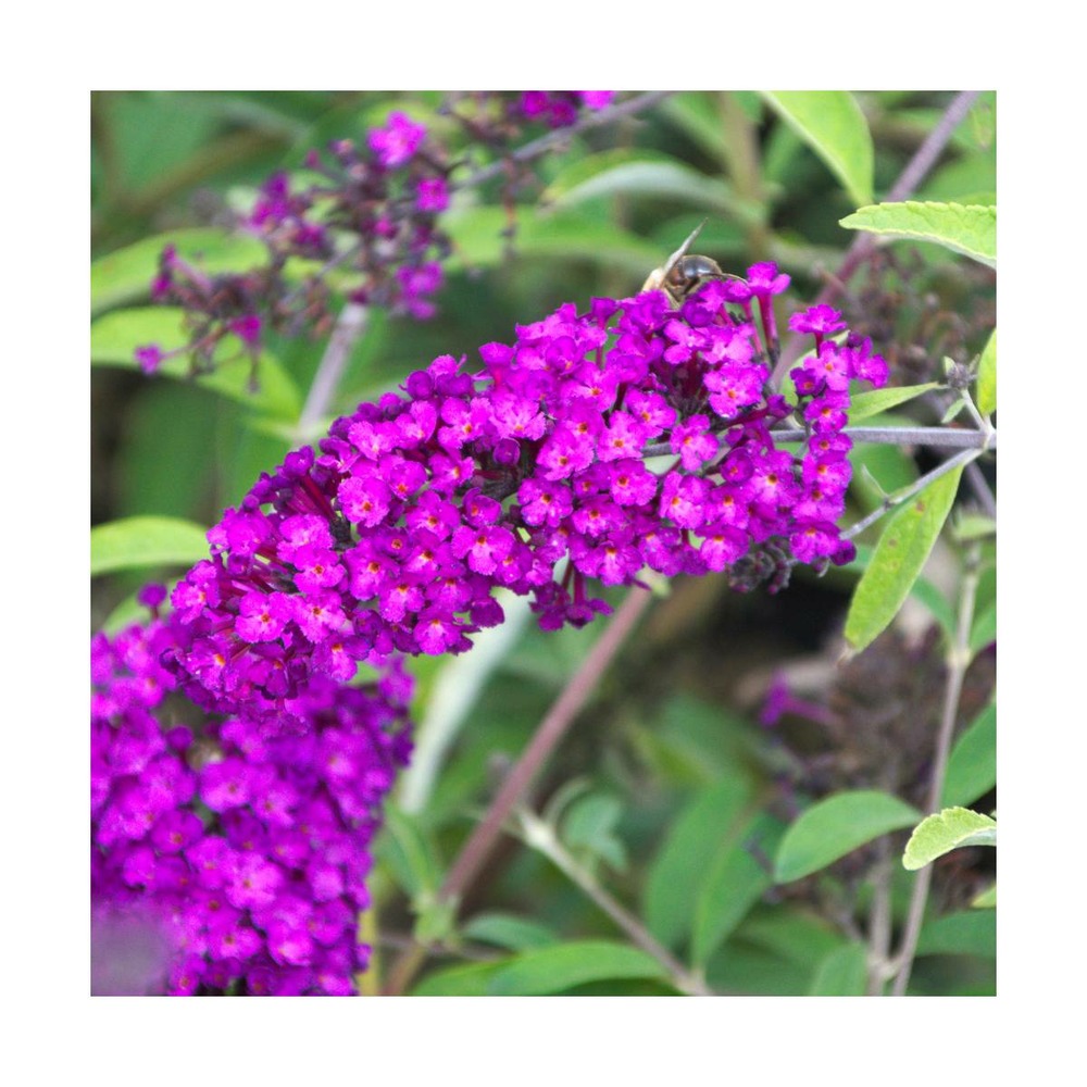 Arbre aux papillons royal red/buddleja davidii 'royal red'[-]godet - 5/ ...