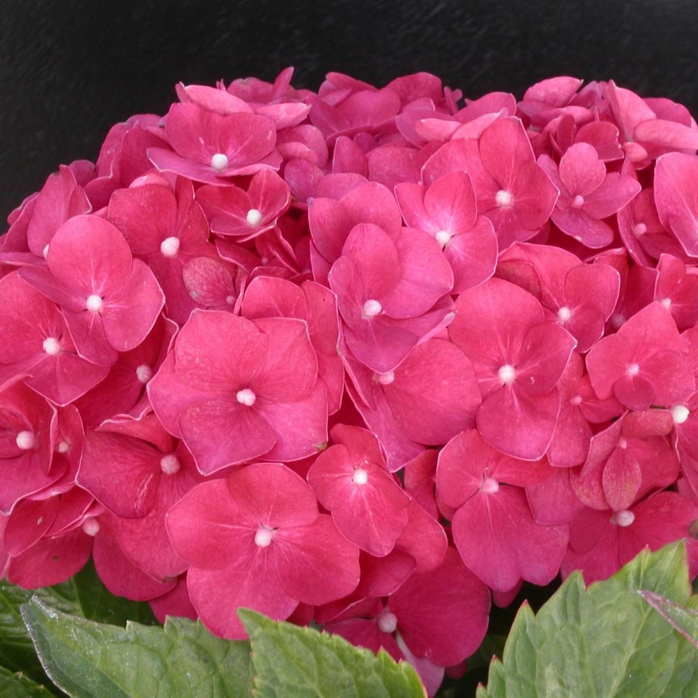 Hortensia macrophylla leuchtfeuer/hydrangea macrophylla leuchtfeuer ...