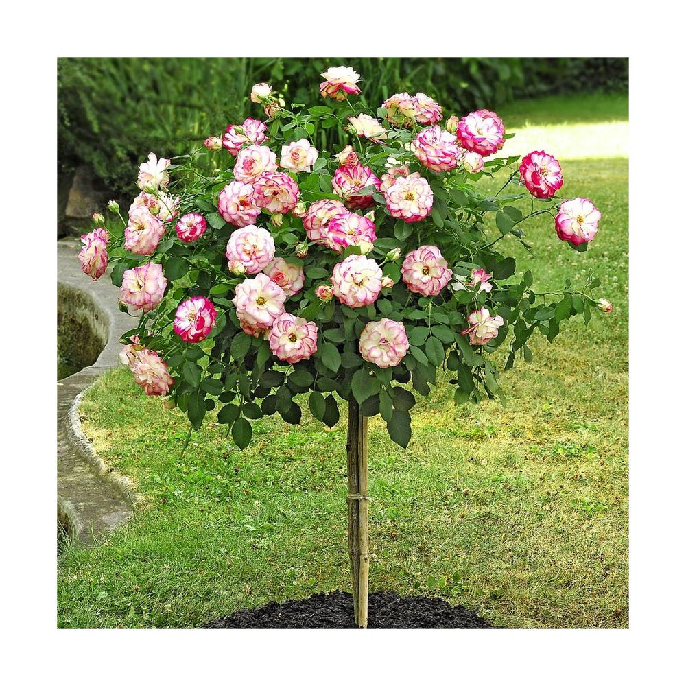 Rosier Tige Trs Parfumnull