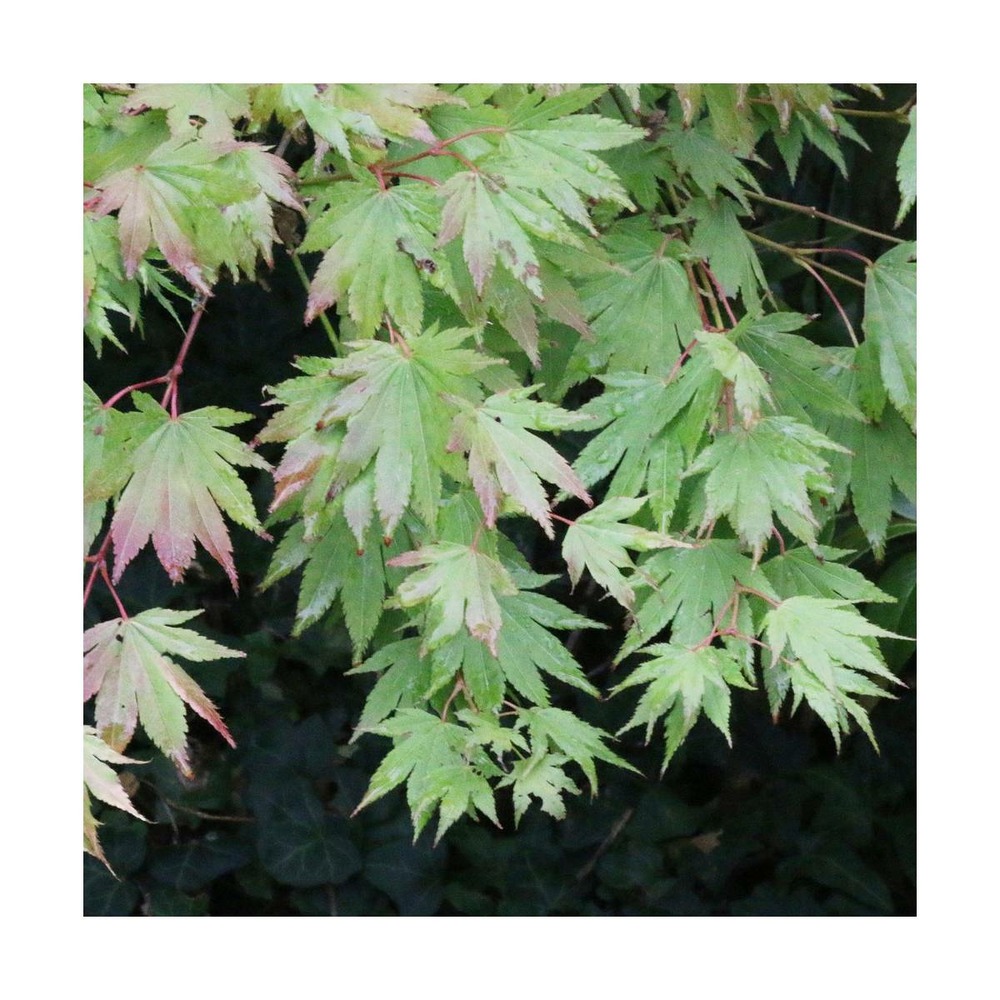 Érable palmé palmatum orido nishiki | Truffaut