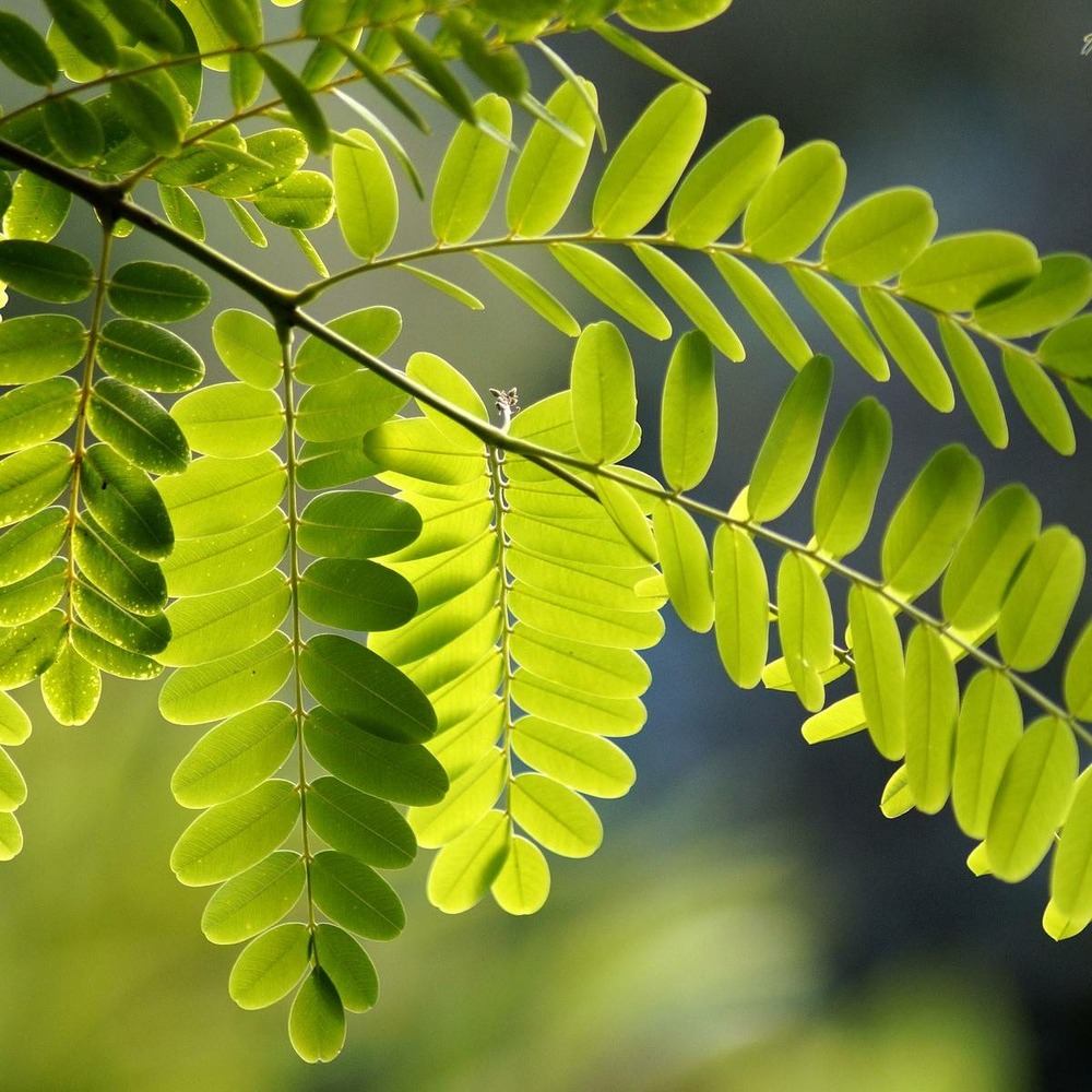 Robinier faux-acacia frisia | Truffaut