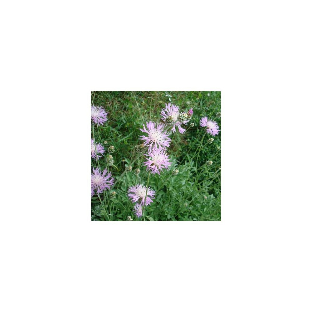 Centaurée élégante/centaurea bella[-]lot de 5 godets | Truffaut