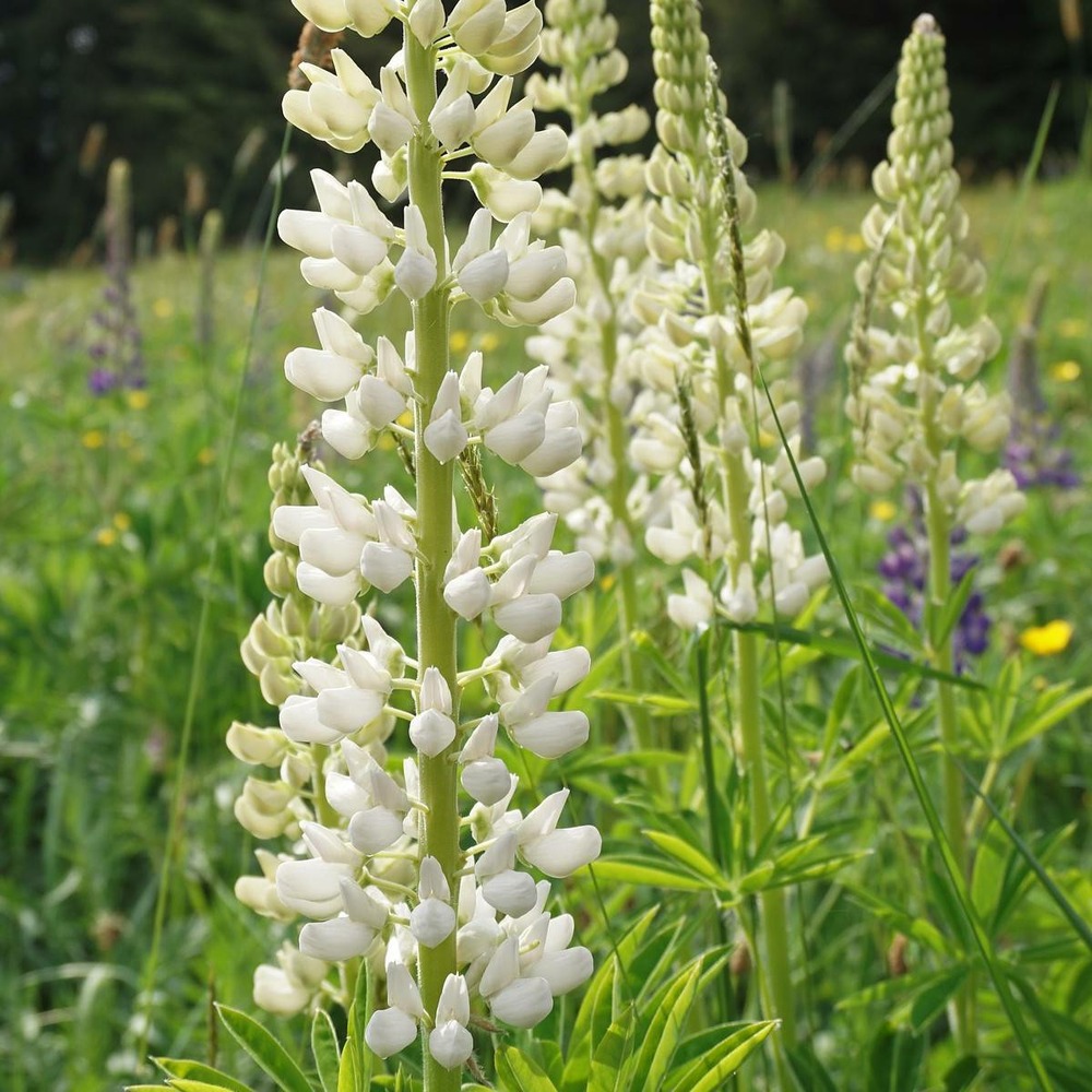 Lupin noble maiden/lupinus noble maiden[-]lot de 9 godets | Truffaut