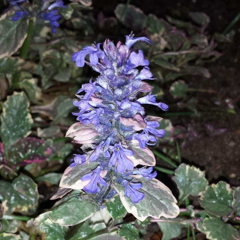 Bugle rampante burgundy glow/ajuga reptans 'burgundy glow'[-]lot de 3 ...
