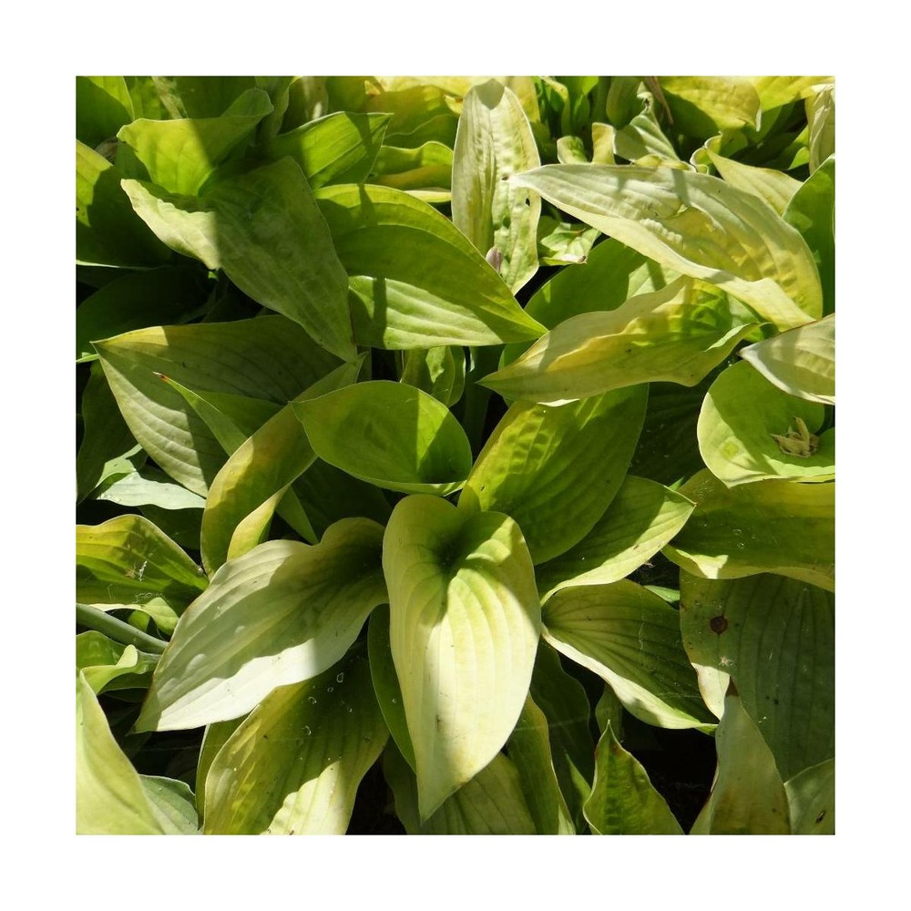 Hosta august moon/hosta x august moon[-]lot de 9 godets | Truffaut