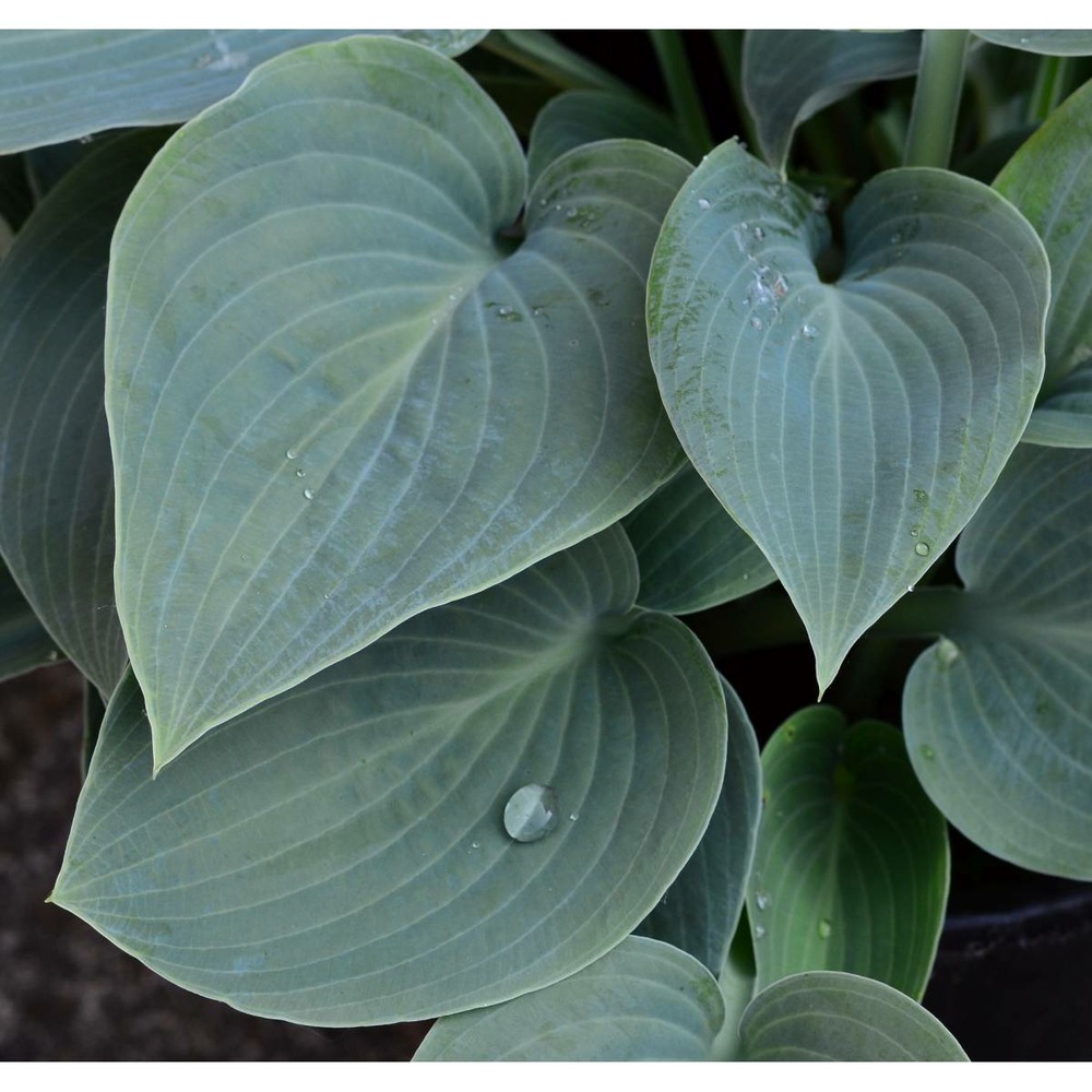 Hosta bressingham blue/hosta x bressingham blue[-]lot de 9 godets ...