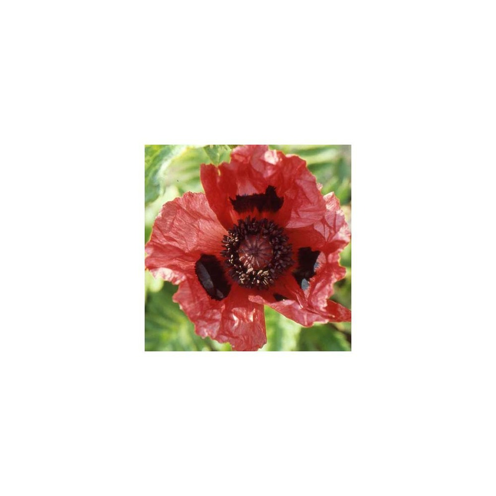 Pavot orientale raspberry queen/papaver orientalis raspberry queen ...